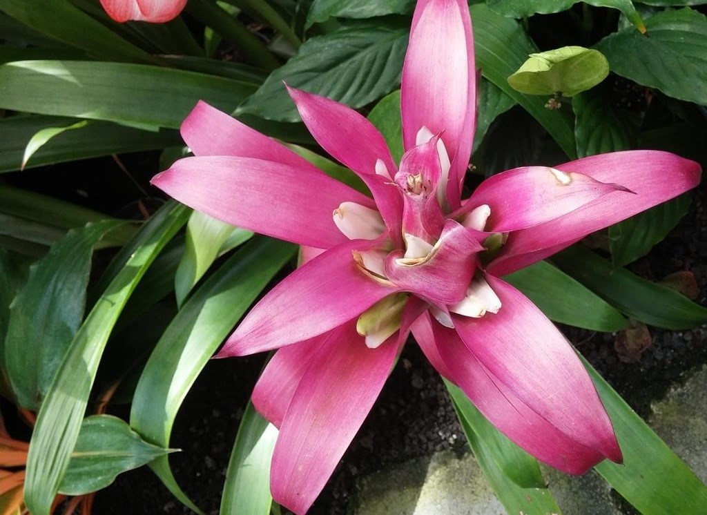 Lorrie Rumbaugh Obituary - Honolulu, HI