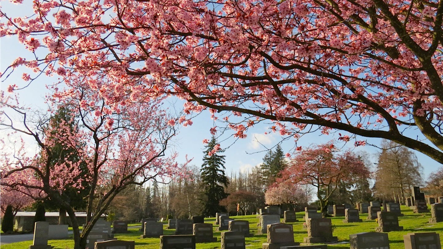 Chhay Ly Obituary - Seattle, WA