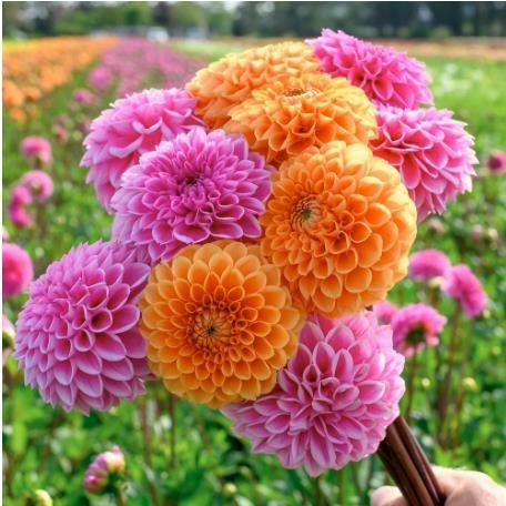 Dalia Salazar Obituary - Miami, FL