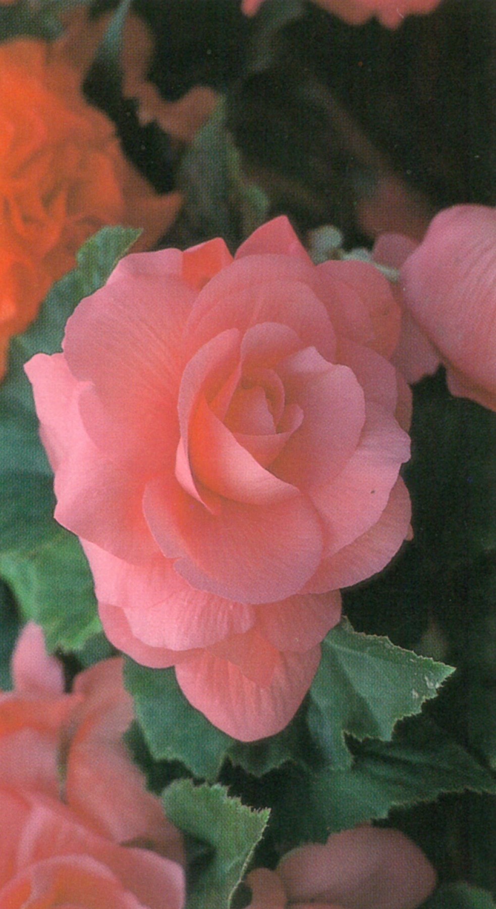 Roberta Patterson Obituary - Houston, TX