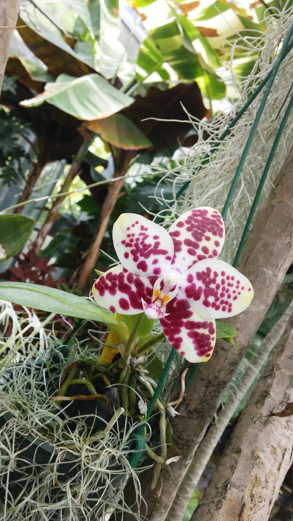 Florence "Fergie" Elizabeth Wanic Obituary - Honolulu, HI