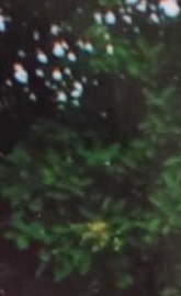 Pedro Cruz Ramirez Obituary - Brownsville, TX Pedro Cruz Ramirez Obituary - Brownsville, TX