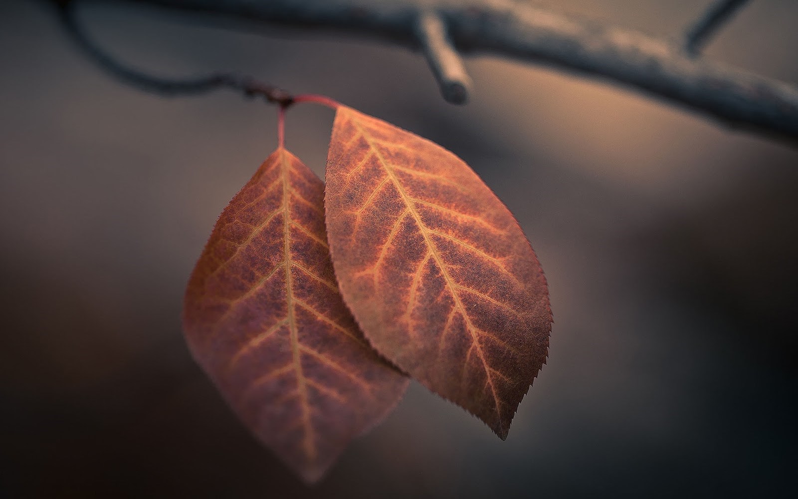 Malcolm William Cook Obituary - St. Catharines, ON
