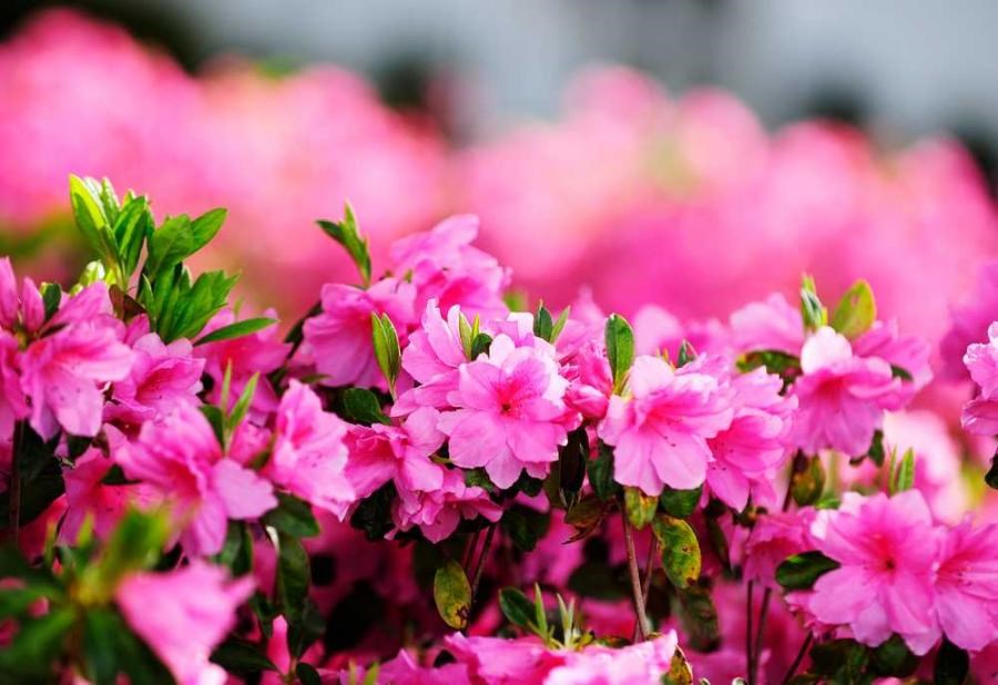 Elizabeth Brown Obituary - Fort Wayne, IN