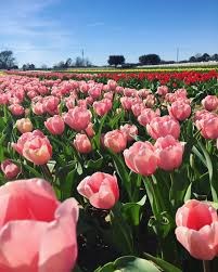 Mildred Elizabeth Koop Obituary - Monroe, WA