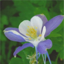 Maria Douglass Obituary - Longmont, CO