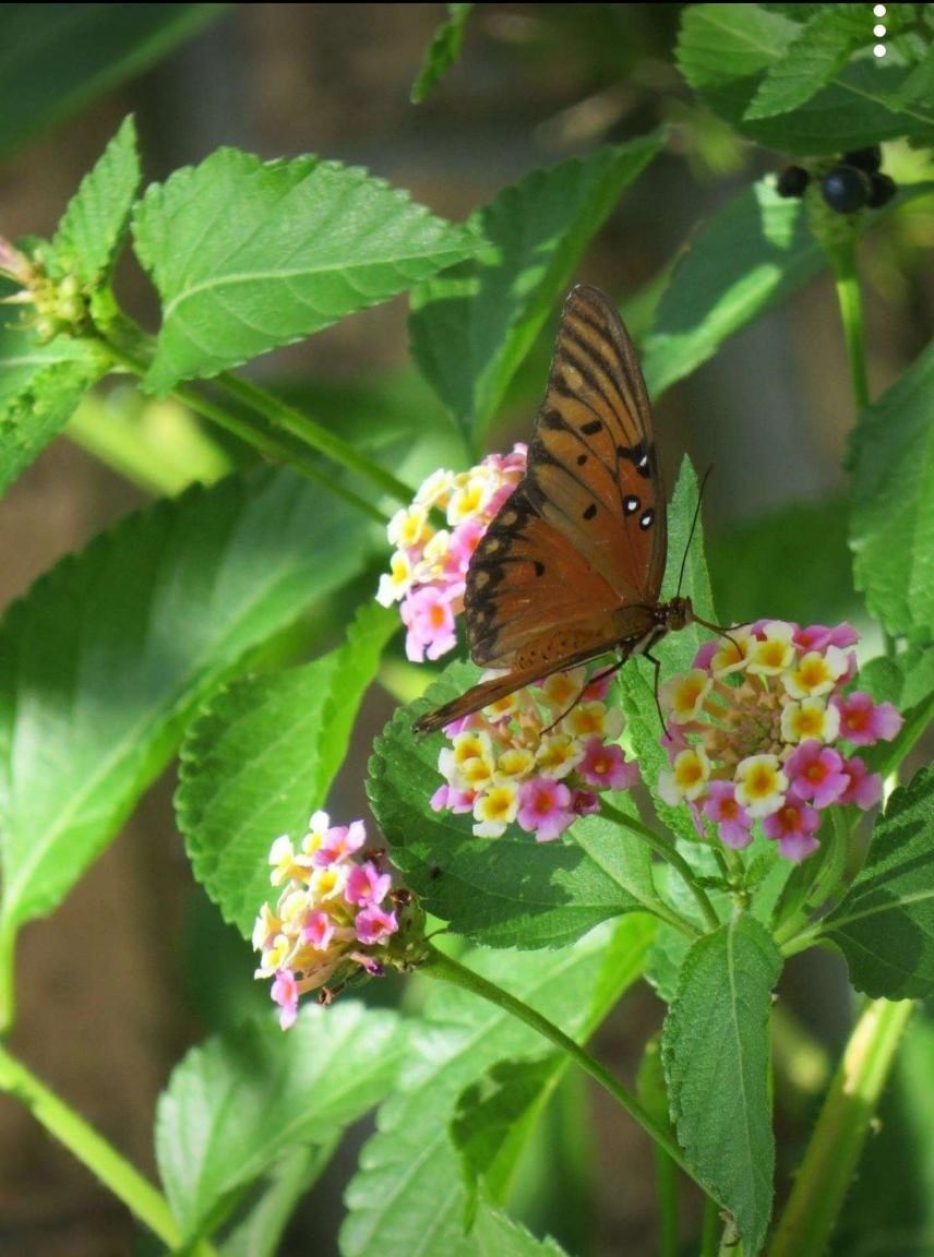 Iris Diana Cooper Obituary - Whiting, NJ