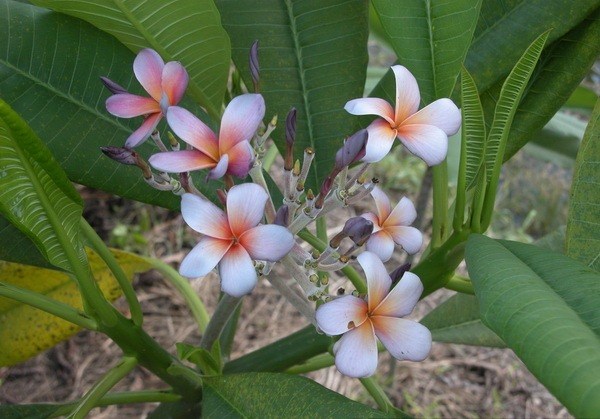 Robert Stenstrom Obituary - Westminster, CA