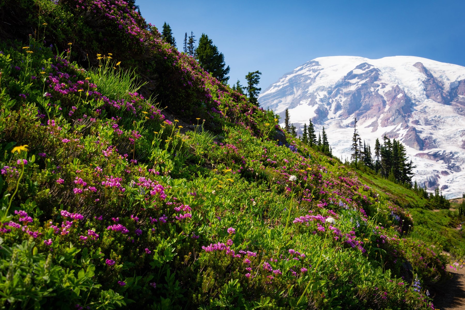 Michael Sundine Obituary - Seattle, WA