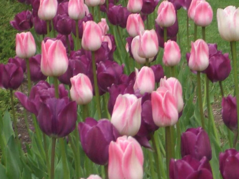 Laura Windsor Obituary - Peterborough, ON