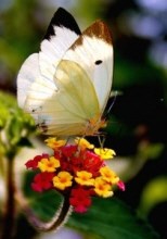 Jean Lapkoff Obituary - Arlington Heights, IL