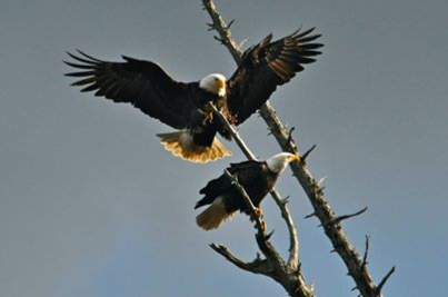 Thomas GUS Obituary - Parksville, BC