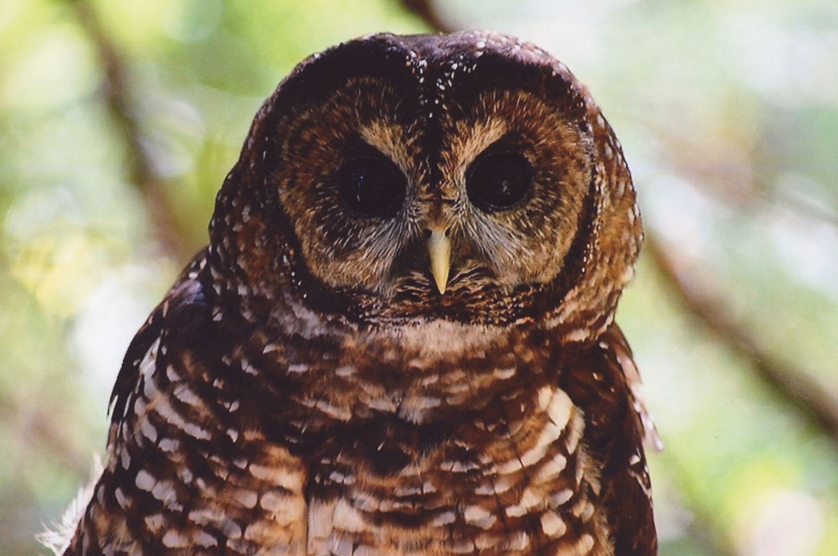 Casey Ann Hodge Obituary - Pell City, AL