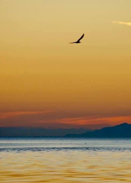 Thomas Chow Obituary - Vancouver, BC
