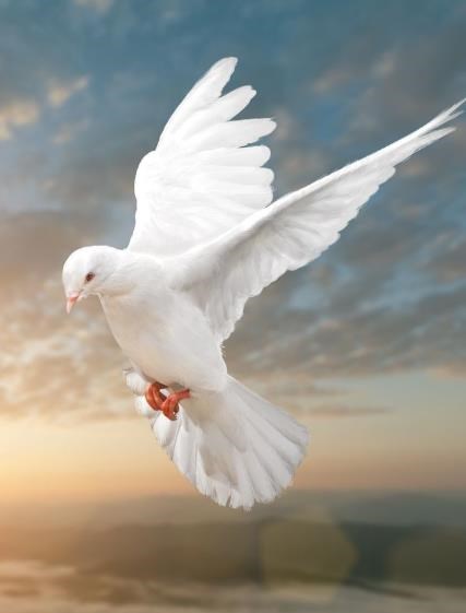 Mario Pizano Obituary - Fresno, CA