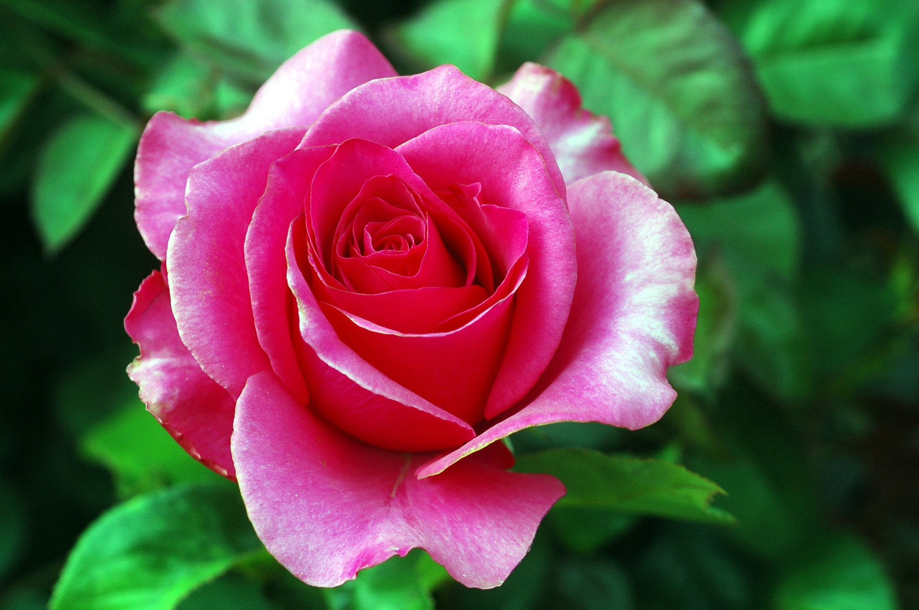 Beatrice Hartley Obituary - Homewood, AL