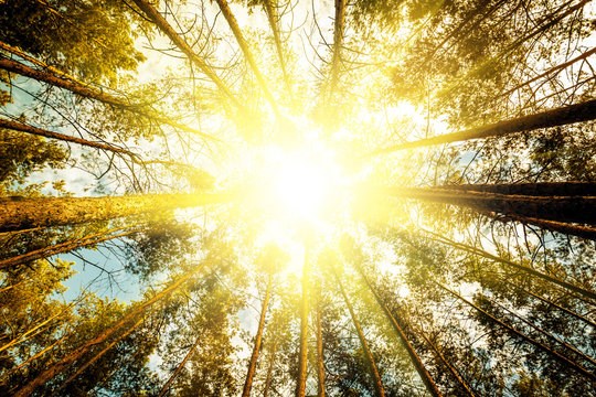 Sol Adler Obituary - Forest Hills, NY