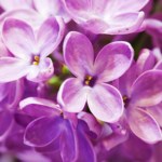 Miami, FL Obituaries | Find Miami Obituaries